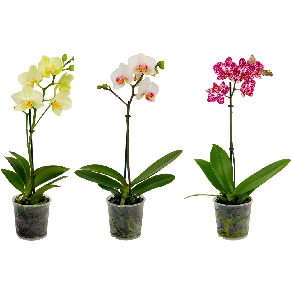 Orhidee Phalaenopsis, 1 Tija , D 12 cm