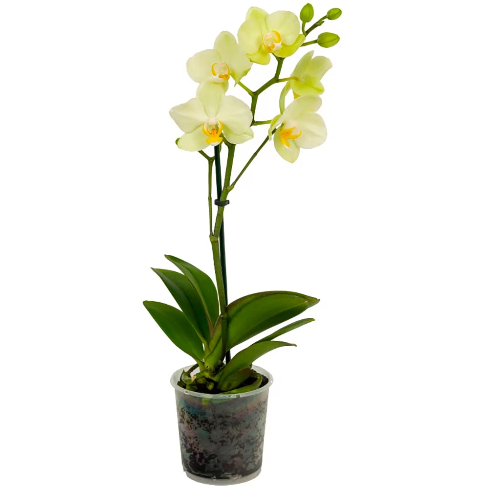 Orhidee Phalaenopsis, 1 Tija , D 12 cm
