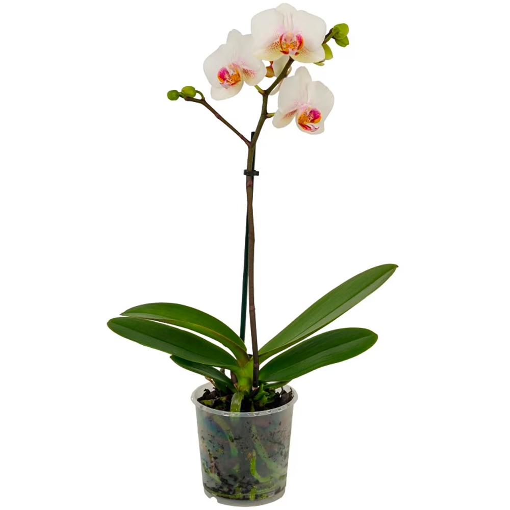 Orhidee Phalaenopsis, 1 Tija , D 12 cm