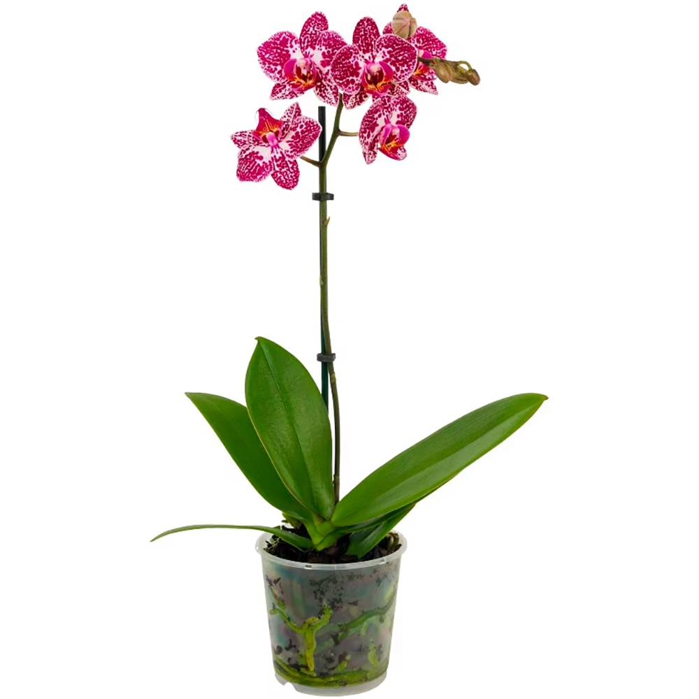 Orhidee Phalaenopsis, 1 Tija , D 12 cm