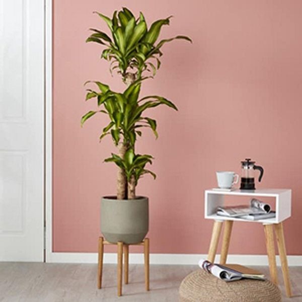 Plante de interior Planta Paun | Totul pentru casa si gradina | Brico Depot