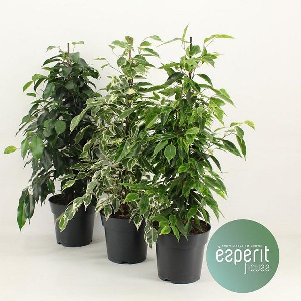 Ficus Benjamina