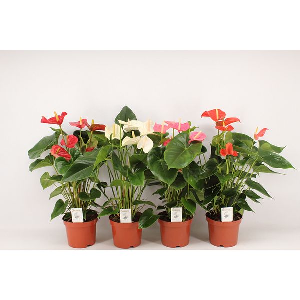 Floare Flamingo, in ghiveci, 9 cm