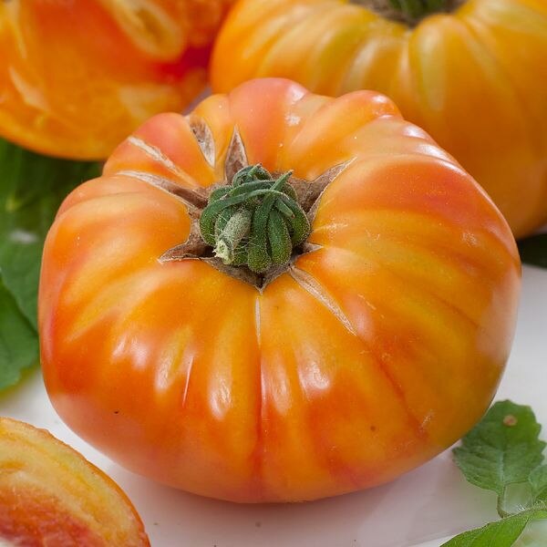 Rosii De Gradina 10.5 Cm