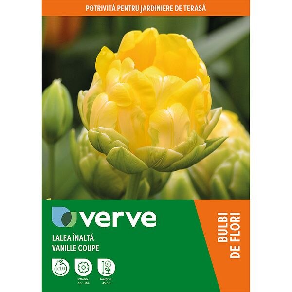 Bulb VERVE Lalea Vanille Coup, galben