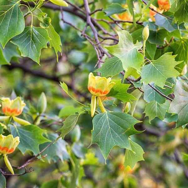 Arbore de lalea Liriodendron Tulipifera, H 150 - 180 cm